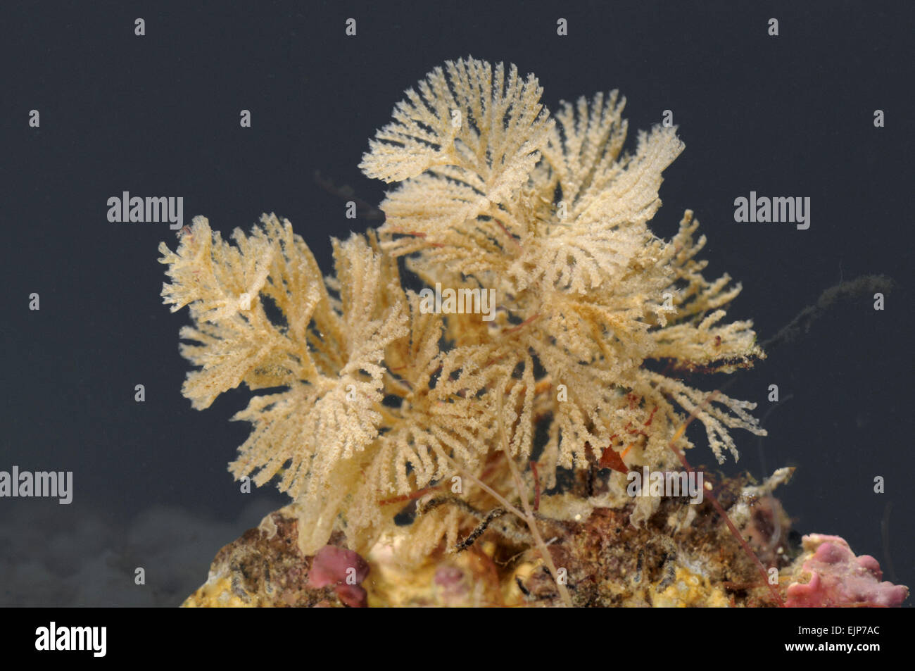 Bugula turbinata hi-res stock photography and images - Alamy