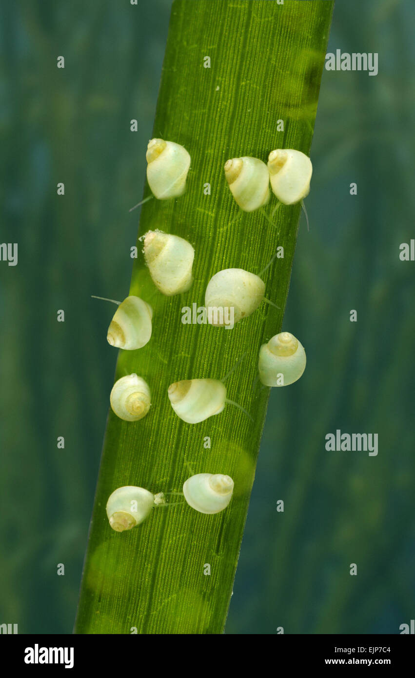 Least Chink Shell - Lacuna parva Stock Photo - Alamy