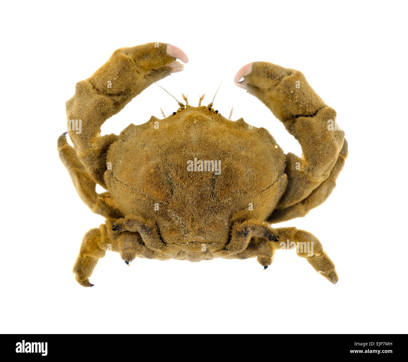 Sponge crab dromia personata hi-res stock photography and images - Alamy