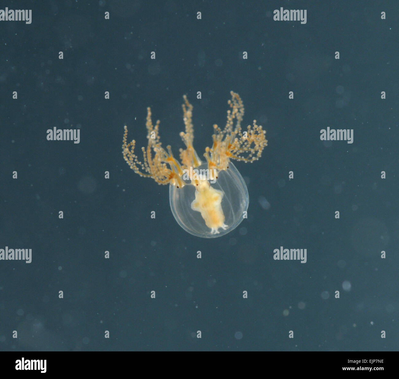 Hydrozoan medusa Stock Photo, Royalty Free Image: 80394314 - Alamy