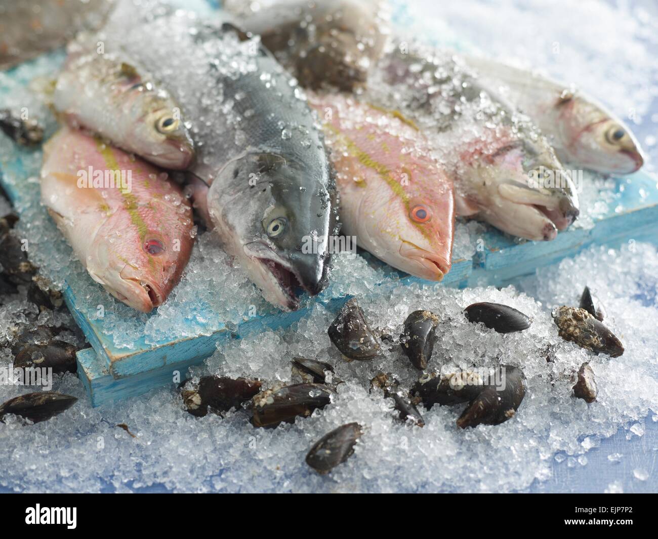 Shellfish varieties hi-res stock photography and images - Alamy