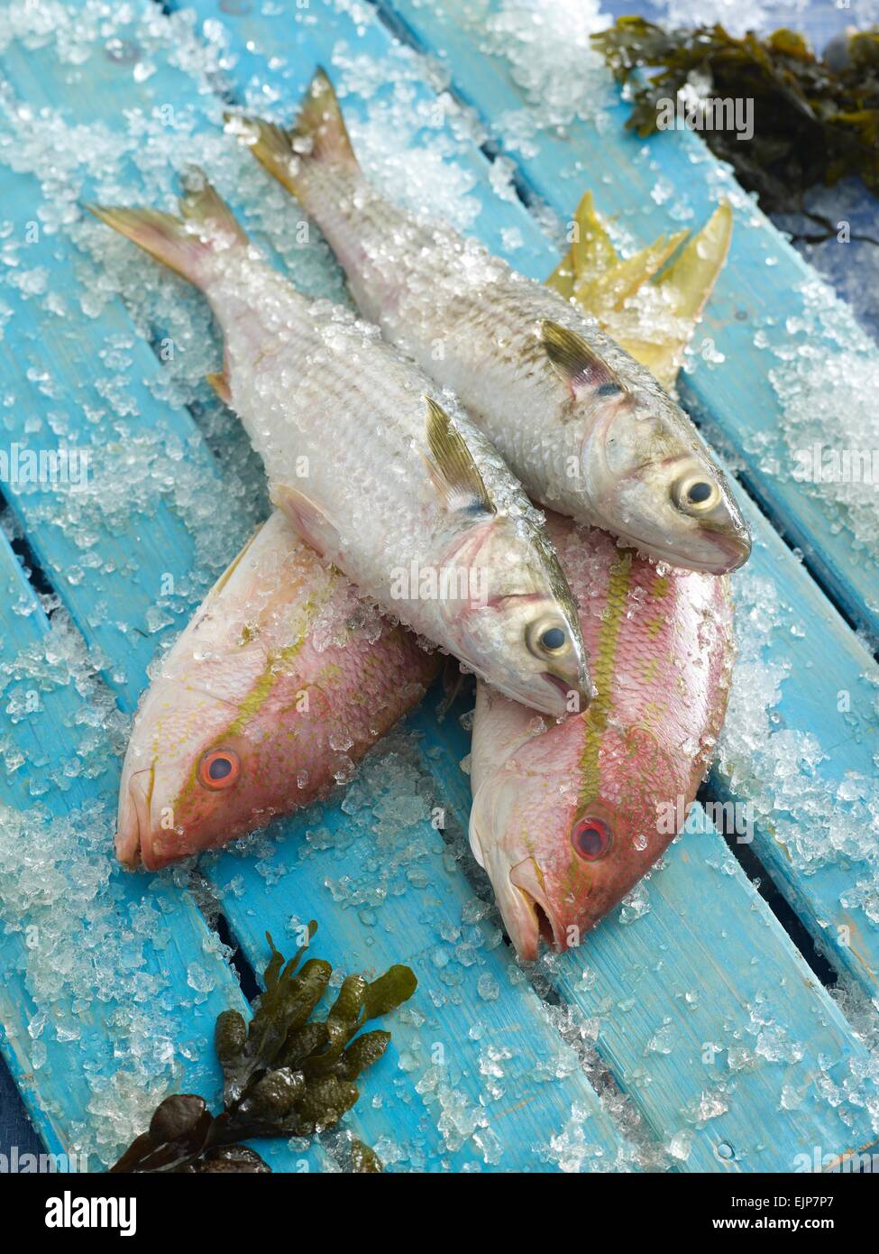 Four mussels hi-res stock photography and images - Alamy