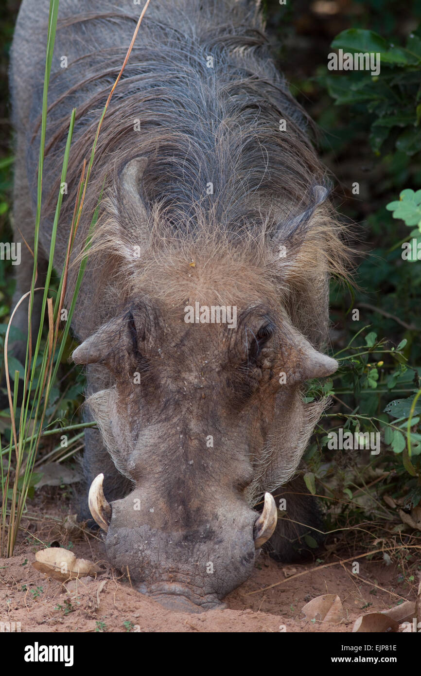Warthog (Phacochoerus africanus). Feeding technique of head down ...