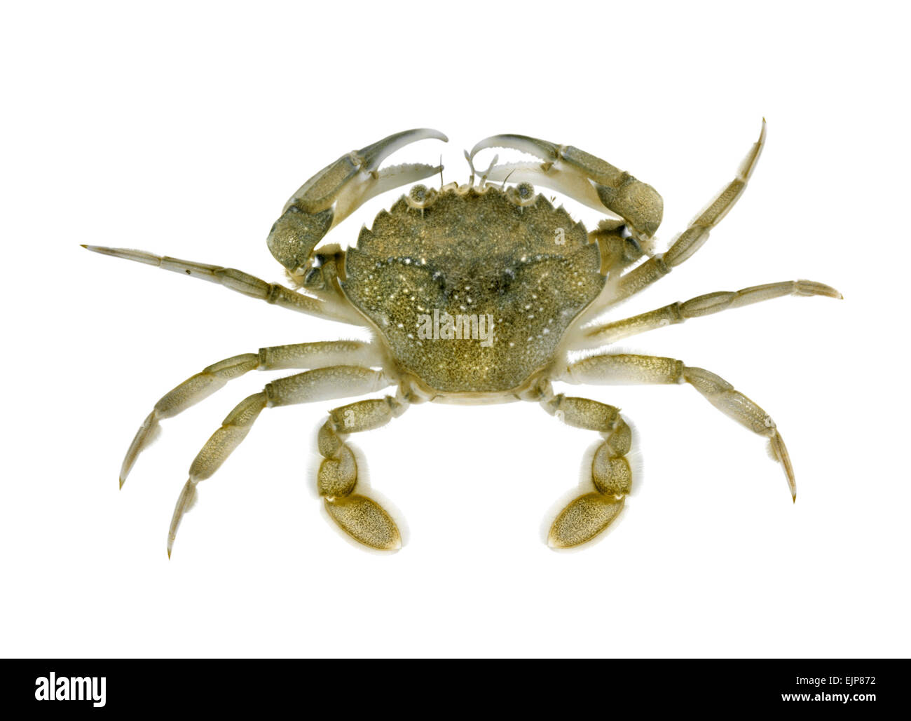 Marbled crab hi-res stock photography and images - Alamy