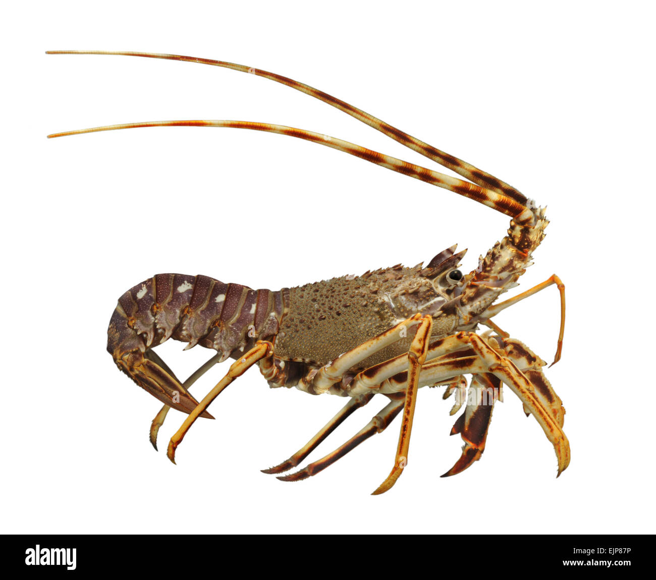Sea crawfish hi-res stock photography and images - Alamy