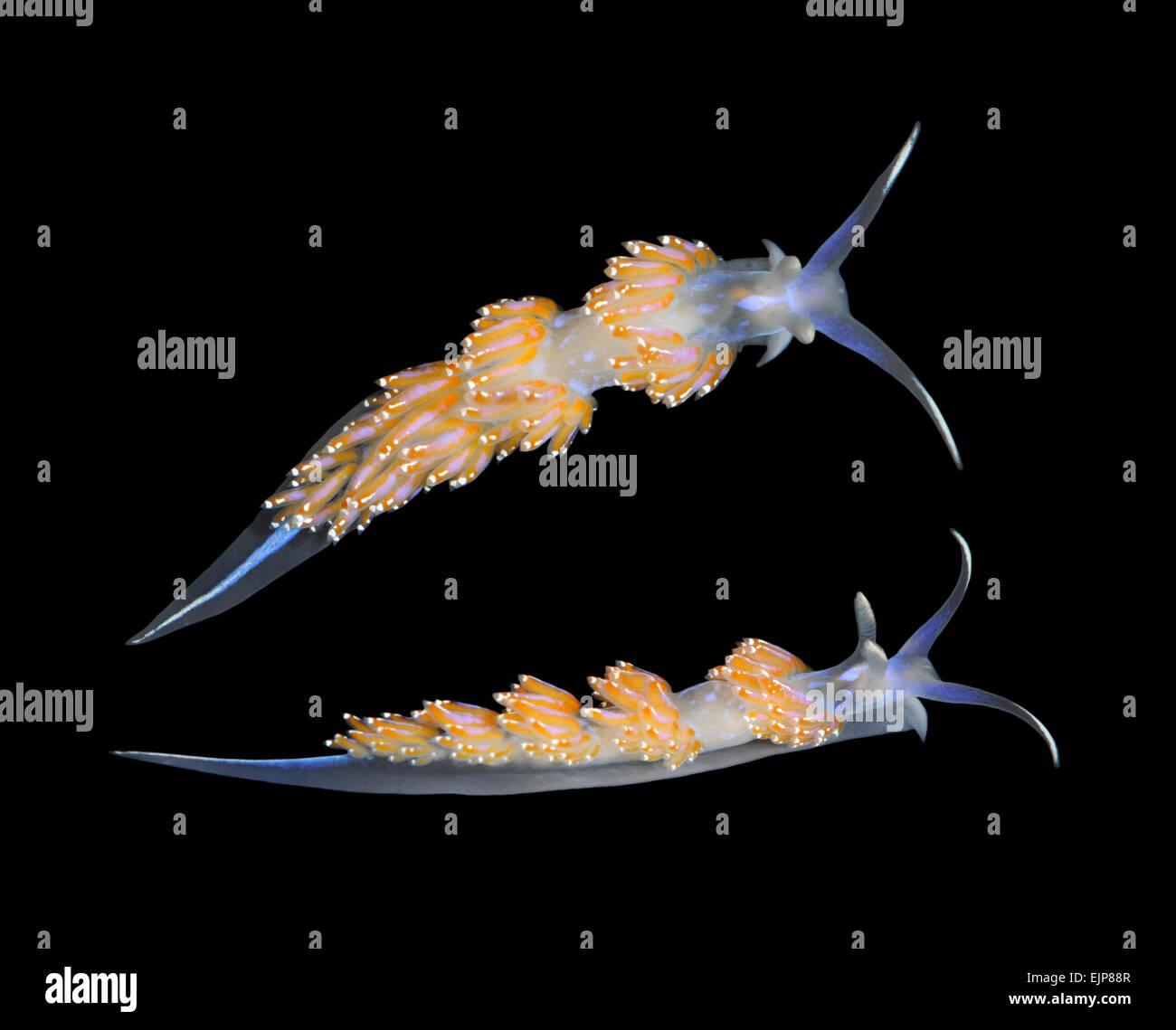 Coryphella hi-res stock photography and images - Alamy
