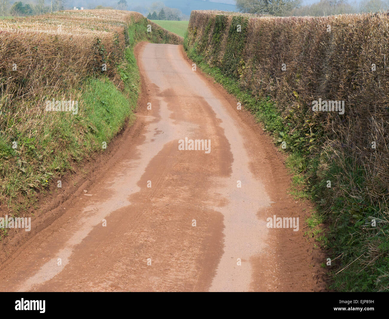 Devon hedgerows and lane hi-res stock photography and images - Alamy