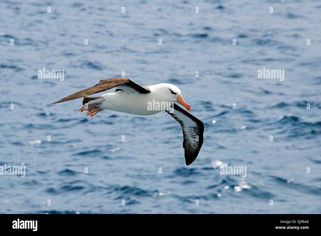 Ocean albatross hi-res stock photography and images - Alamy