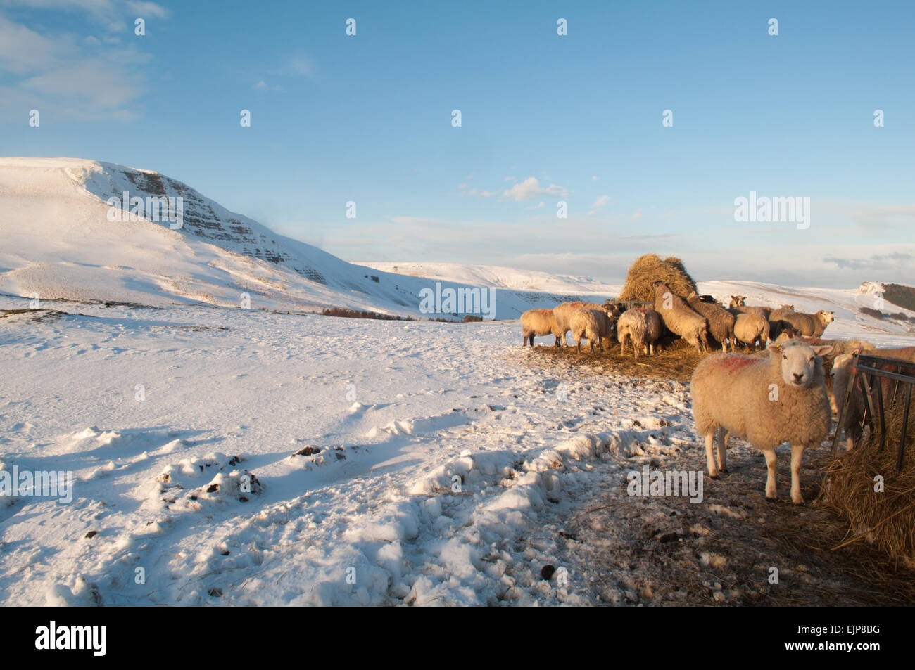 Sheep on the snowy hills hi-res stock photography and images - Alamy