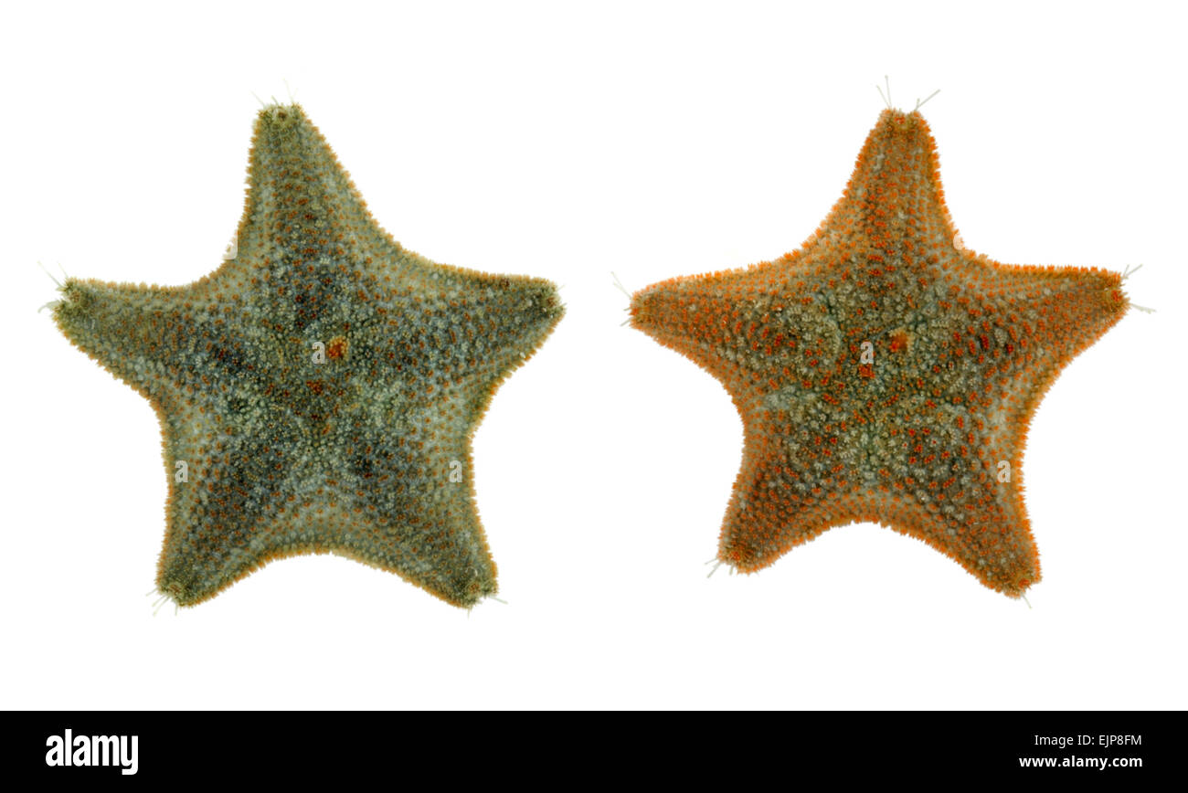 Cushion Star - Asterina gibbosa Stock Photo - Alamy