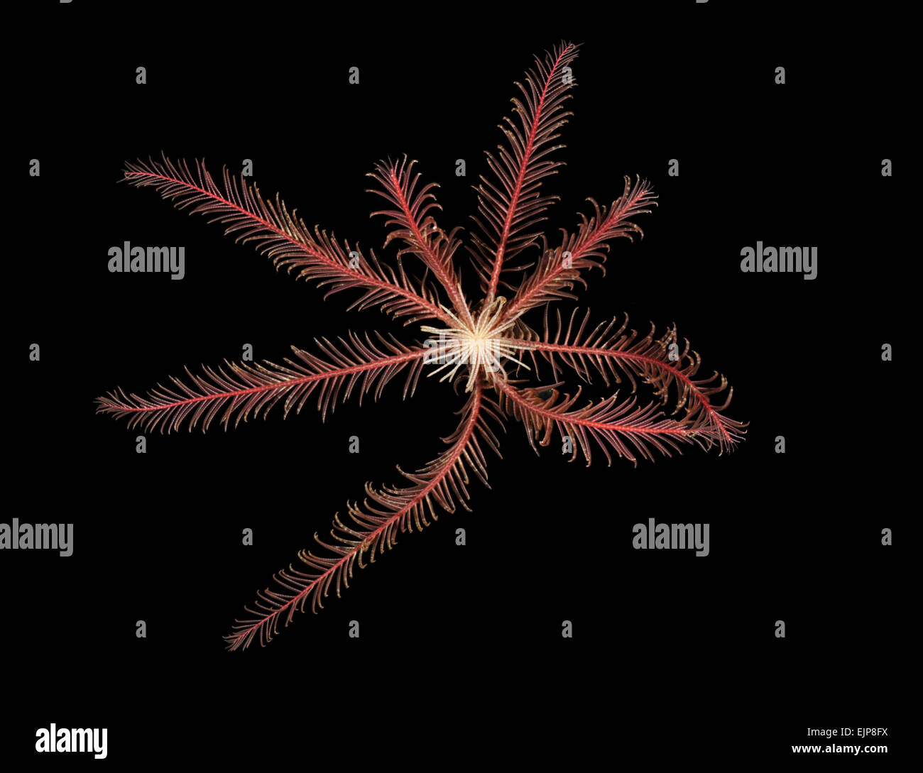 Feather Star - Antedon bifida Stock Photo - Alamy