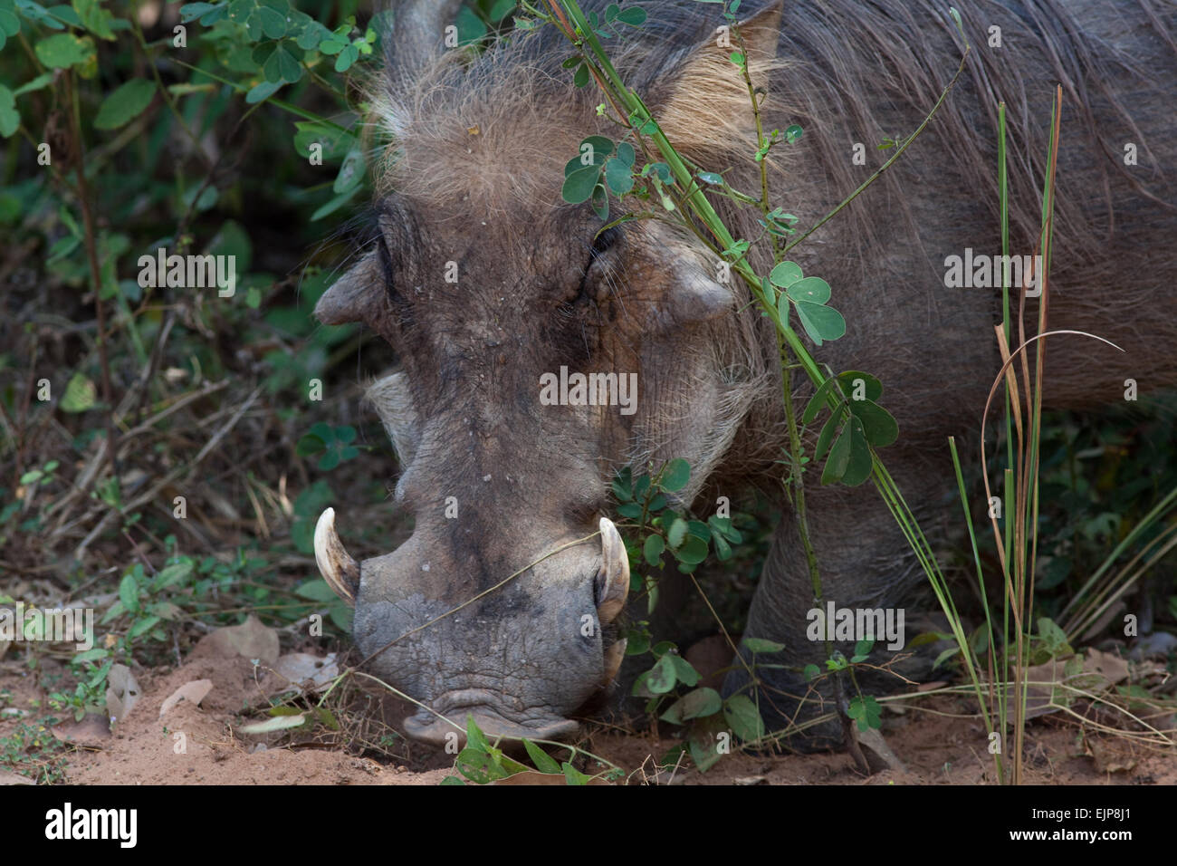 Warthog (Phacochoerus africanus). Feeding technique of head down ...