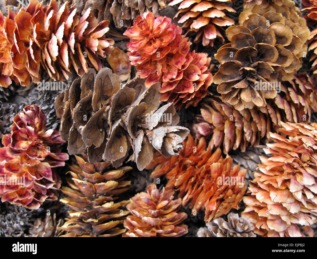 close-up pile of colorful pine cones Stock Photo - Alamy