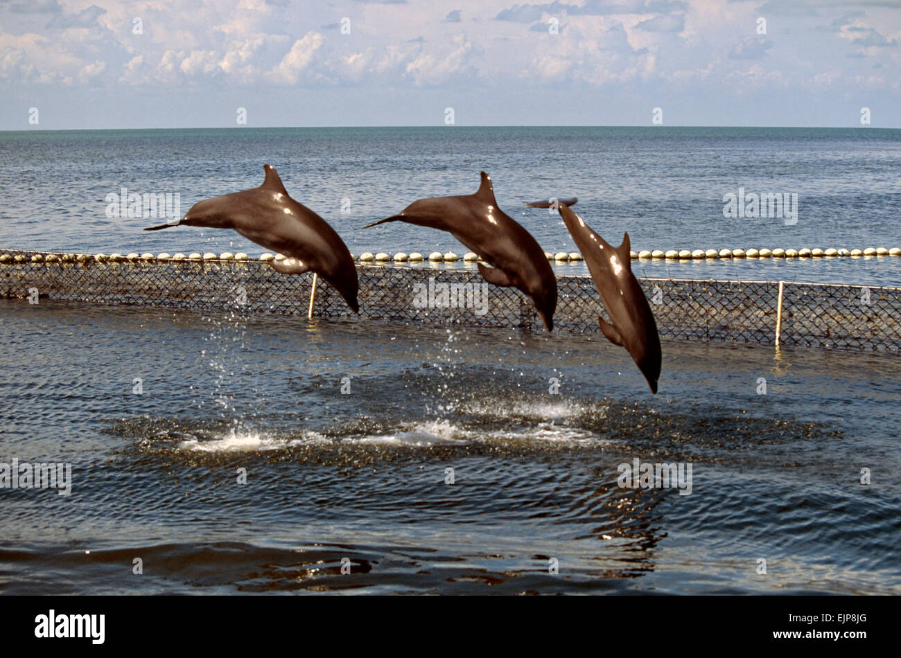 Bottle nose dolphins jump out of the water at the Dolphin Research ...