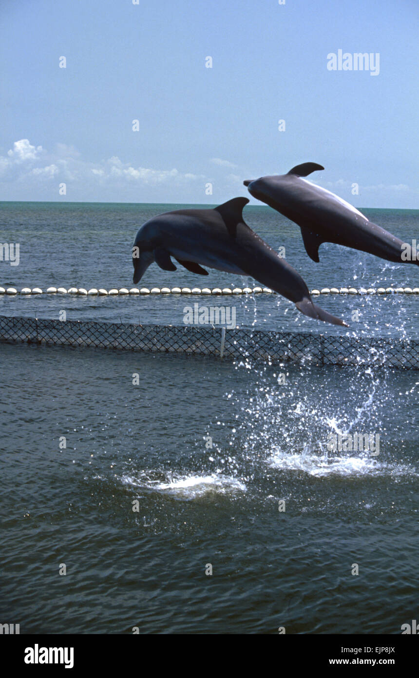 Bottle nose dolphins play at the Dolphin Research Center June 27, 1996 ...