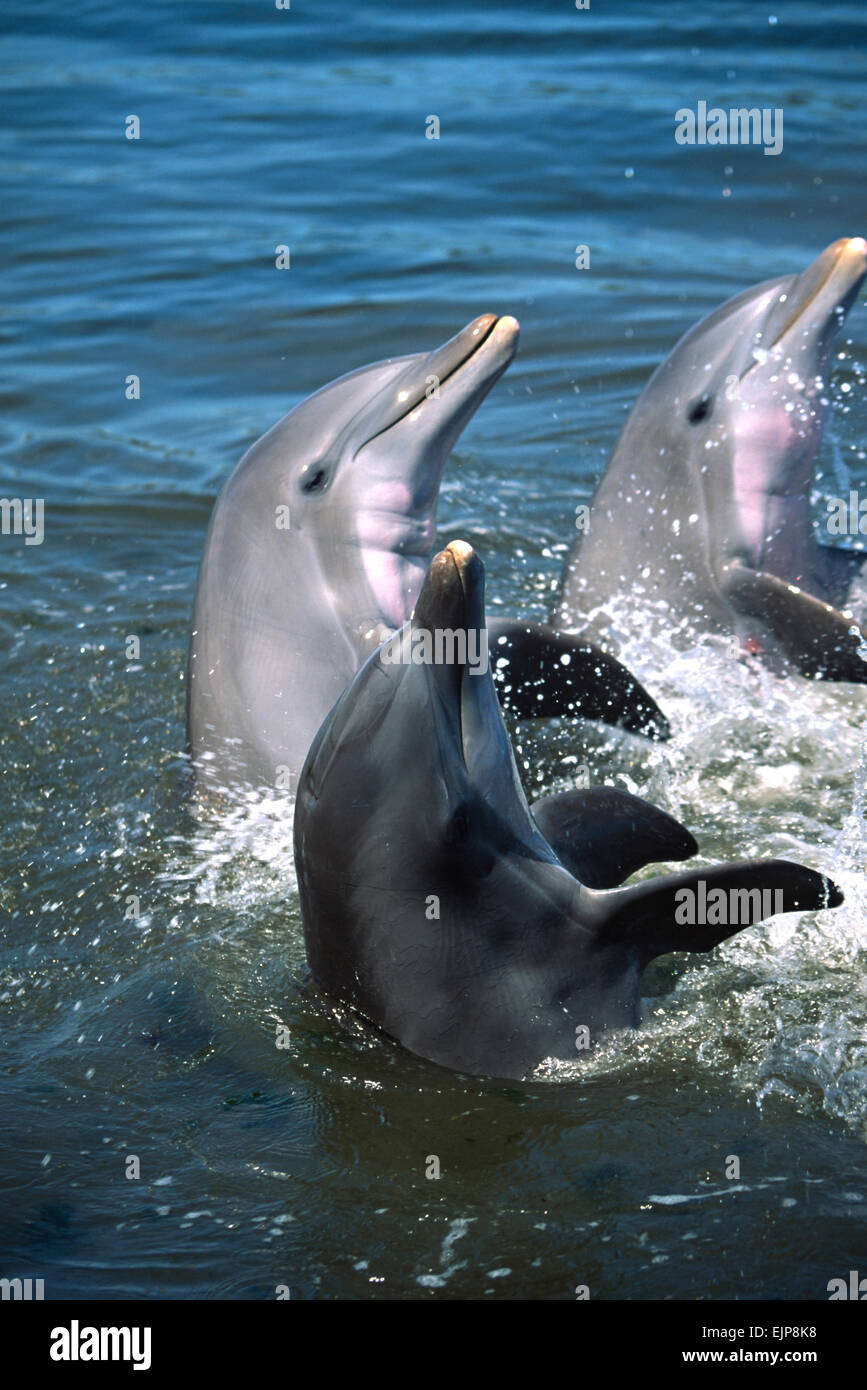 Bottle nose dolphins play at the Dolphin Research Center June 27, 1996 ...