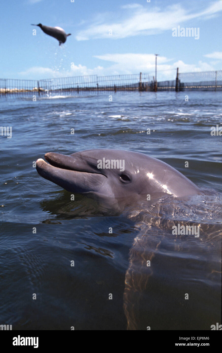 Bottle nose dolphins play at the Dolphin Research Center June 27, 1996 ...