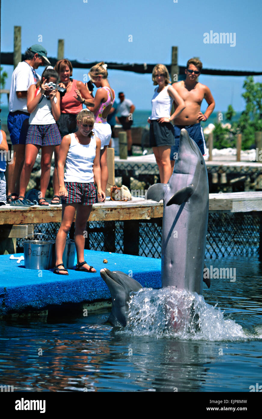 Tourists watch a performance by bottle nose dolphins at the Dolphin ...