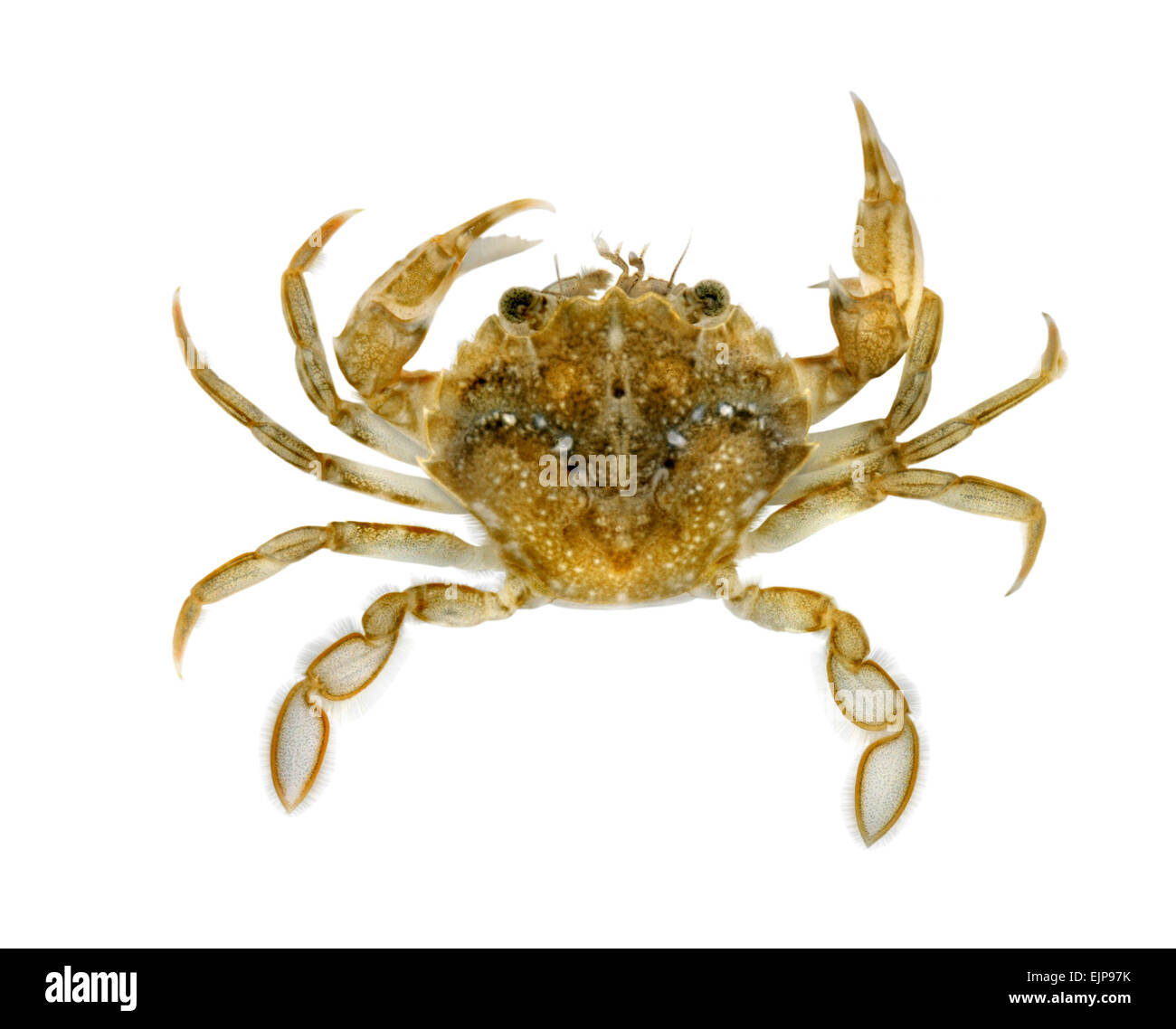 Flying crustacea Cut Out Stock Images & Pictures - Alamy