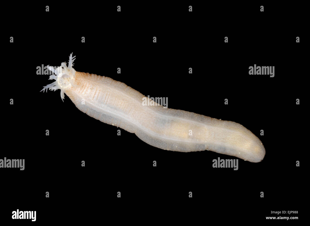 Leptosynapta High Resolution Stock Photography and Images - Alamy