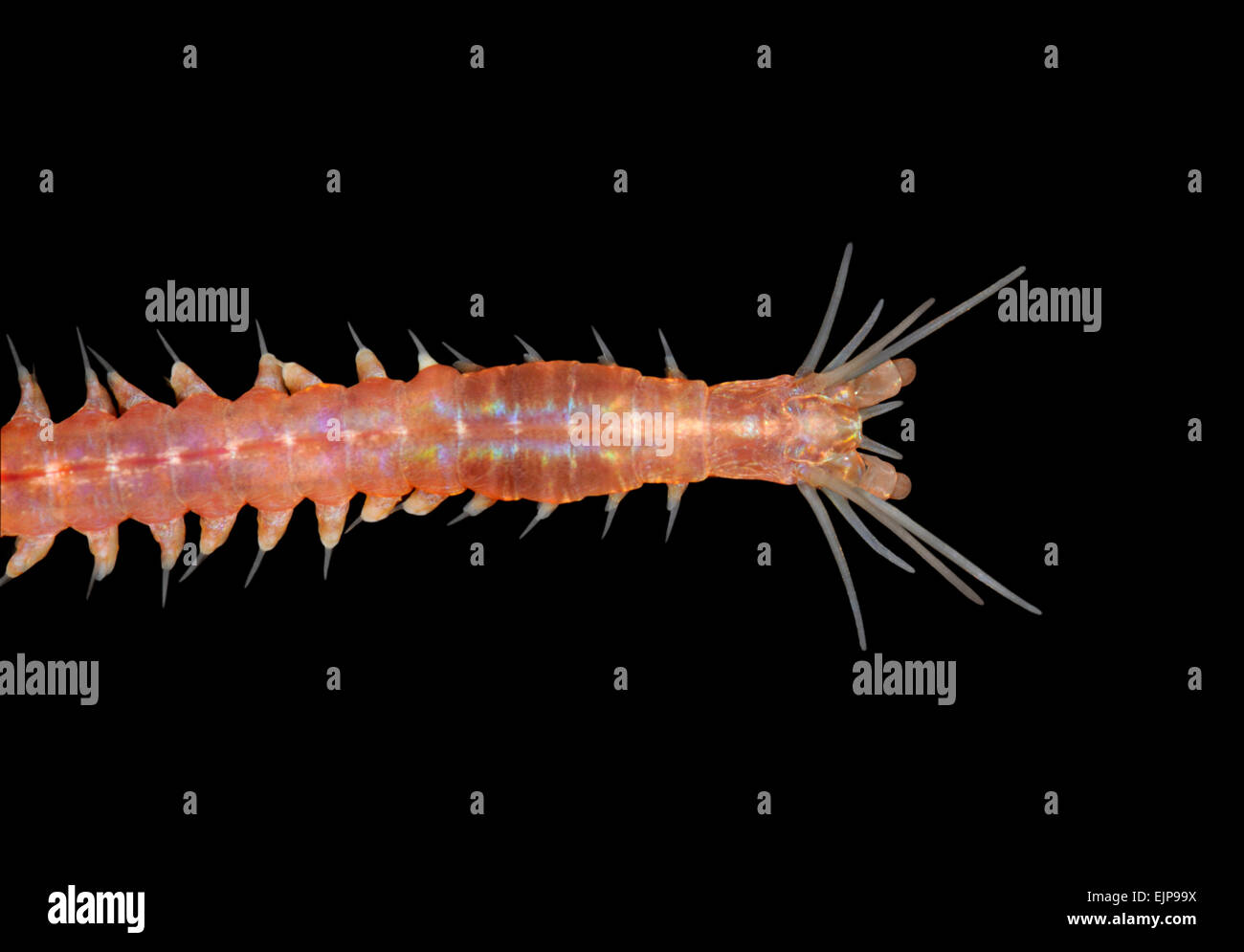 Nereis Diversicolor