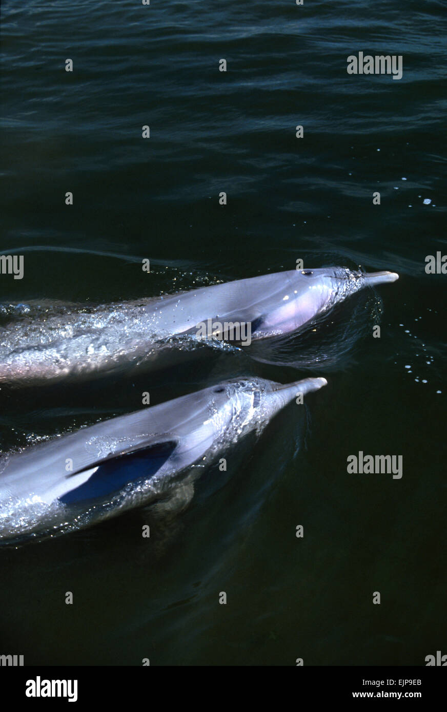 Bottle nose dolphins play at the Dolphin Research Center June 27, 1996 ...