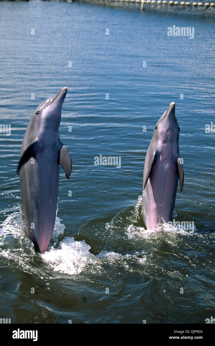 Bottle nose dolphins play at the Dolphin Research Center June 27, 1996 ...