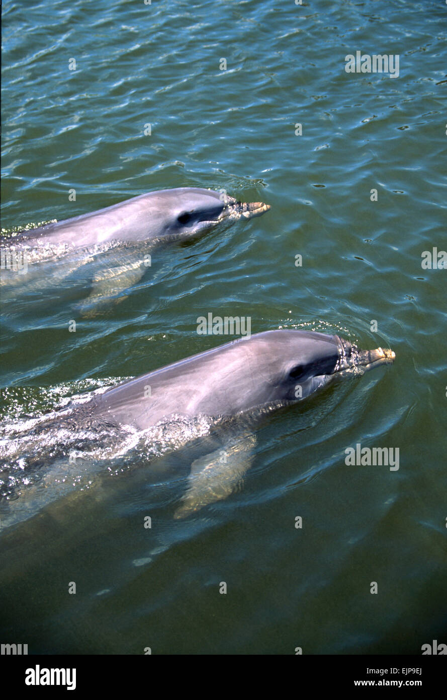 Bottle nose dolphins play at the Dolphin Research Center June 27, 1996 ...