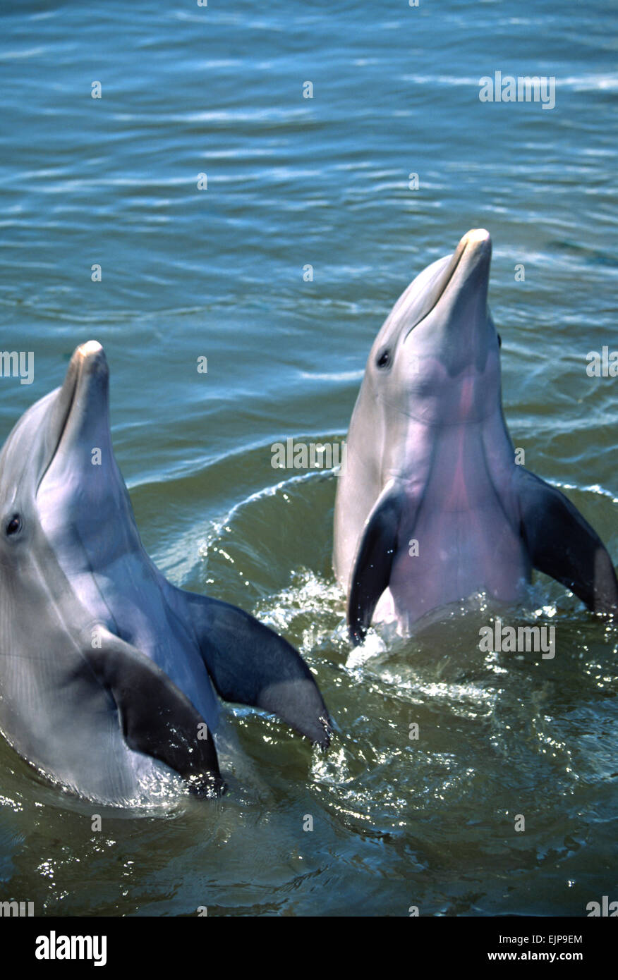 Dolphin research center marathon hi-res stock photography and images ...