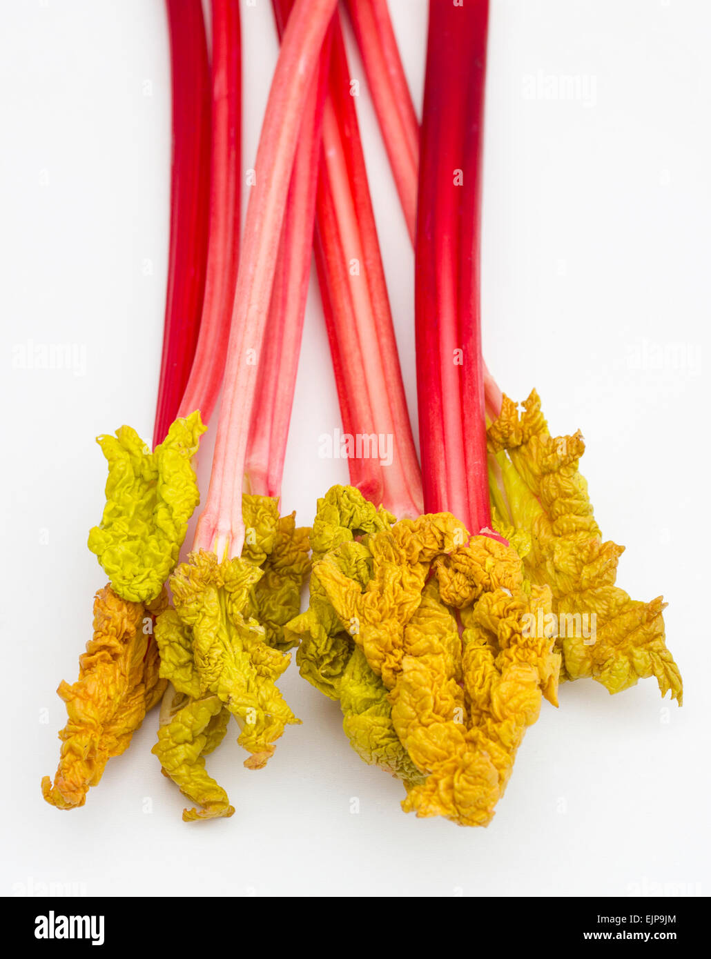 Fresh forced Yorkshire rhubarb with leaves Stock Photo - Alamy
