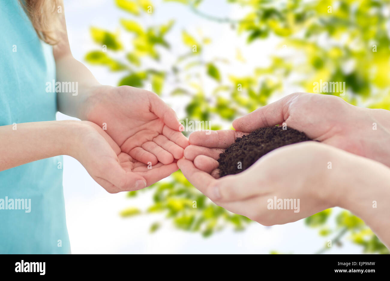 close up of father and girl hands holding sprout Stock Photo - Alamy