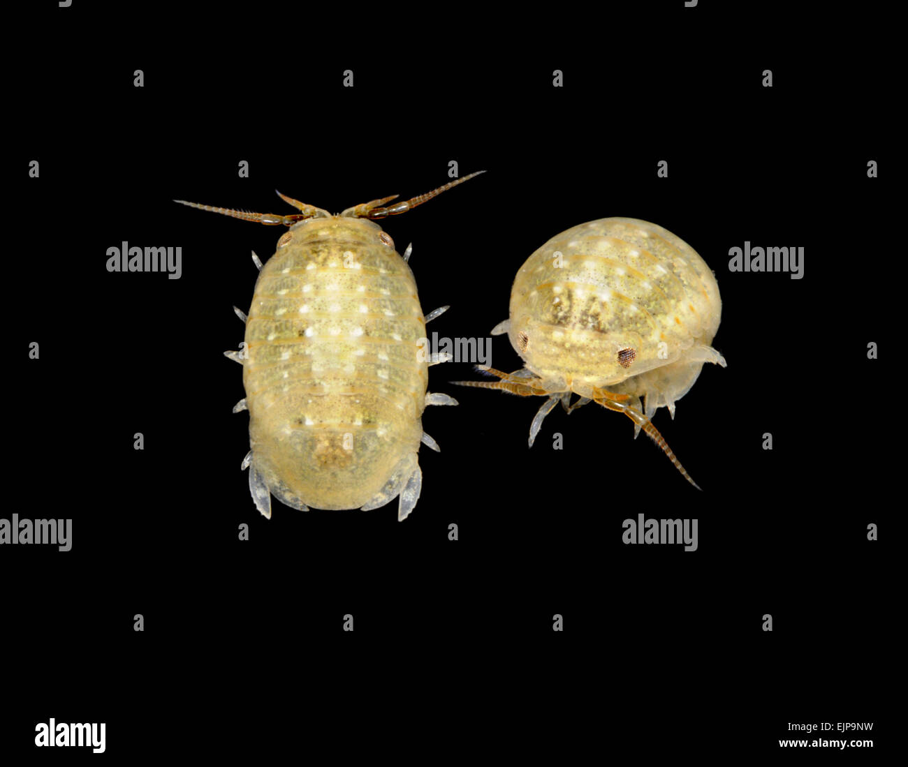 Sphaeroma serratum hi-res stock photography and images - Alamy