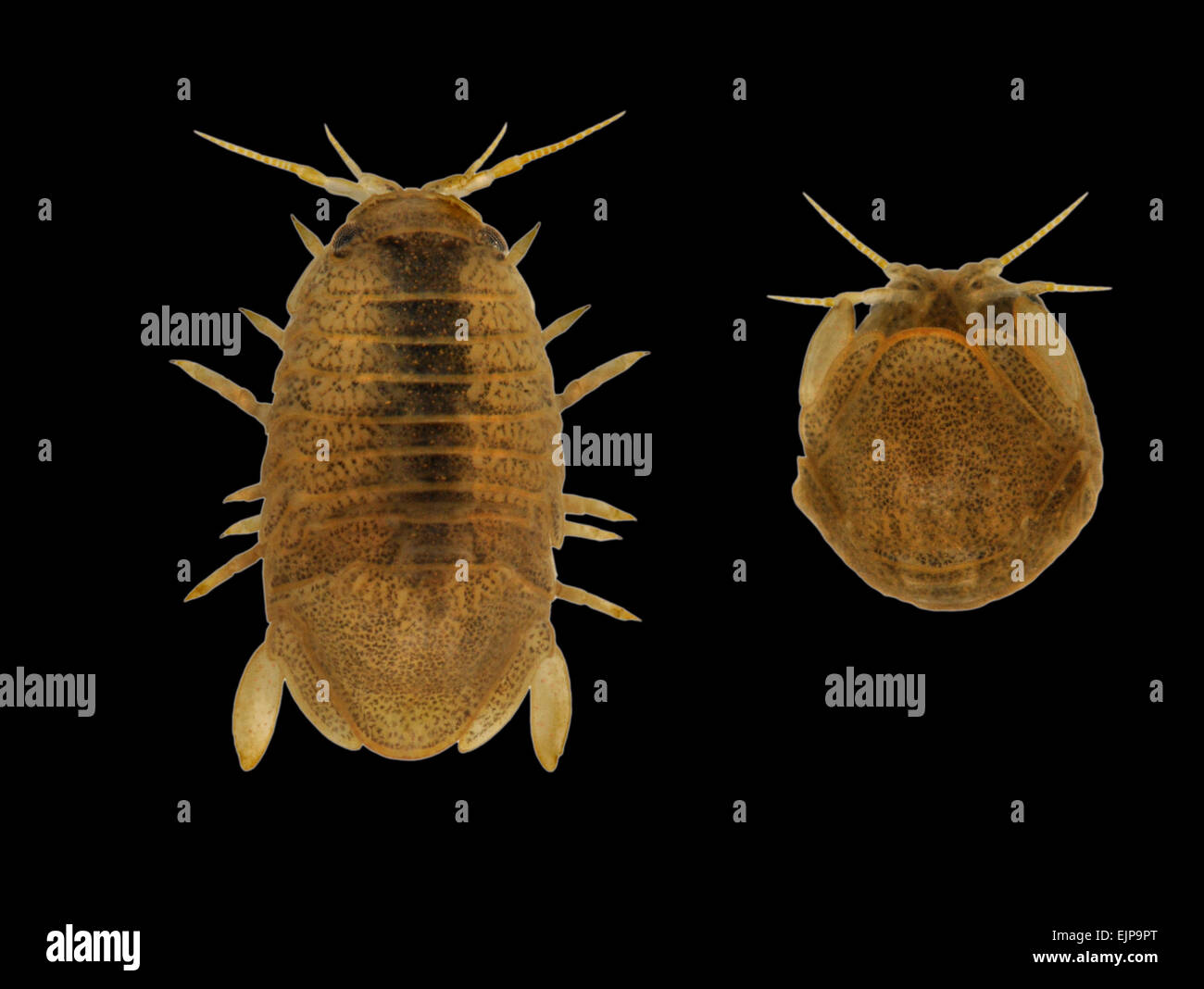Marine isopod crustacean hi-res stock photography and images - Alamy