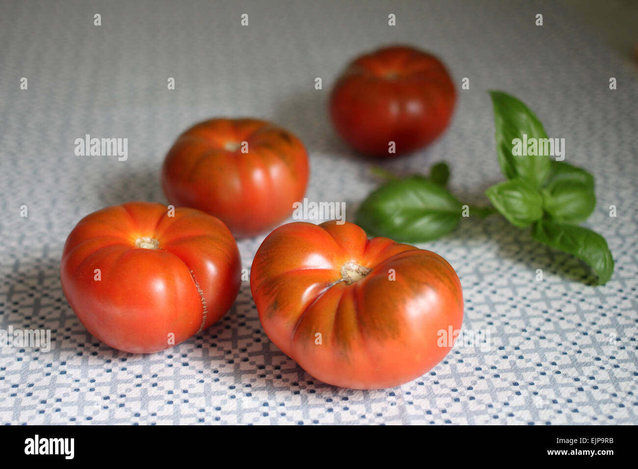 Raf tomatoes (Solanum lycopersicum) and basil leaves on table cloth ...