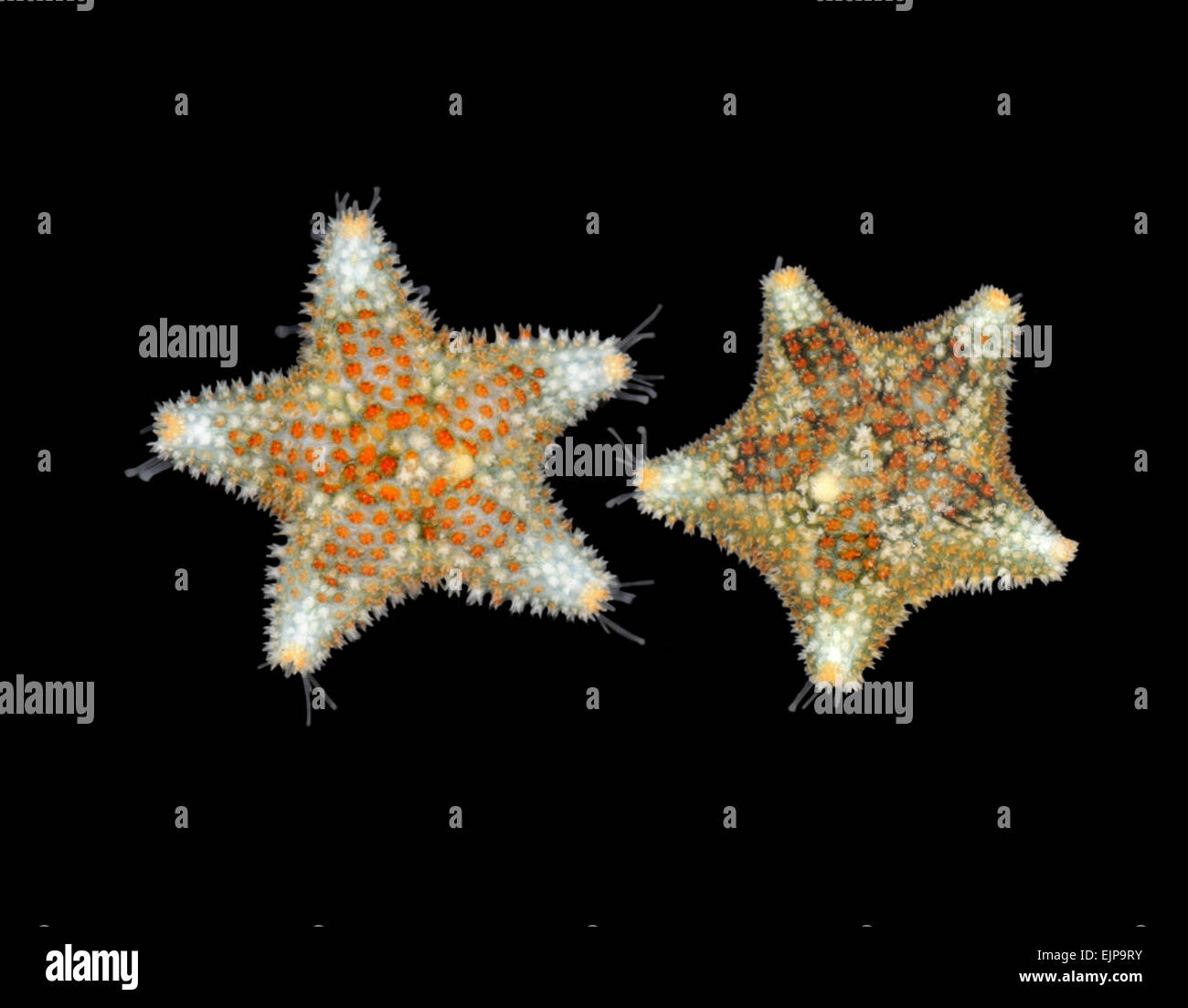 Asterina hi-res stock photography and images - Alamy
