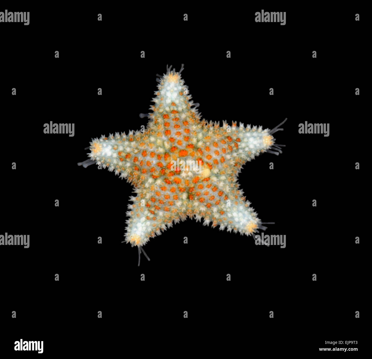 Asterina hi-res stock photography and images - Alamy