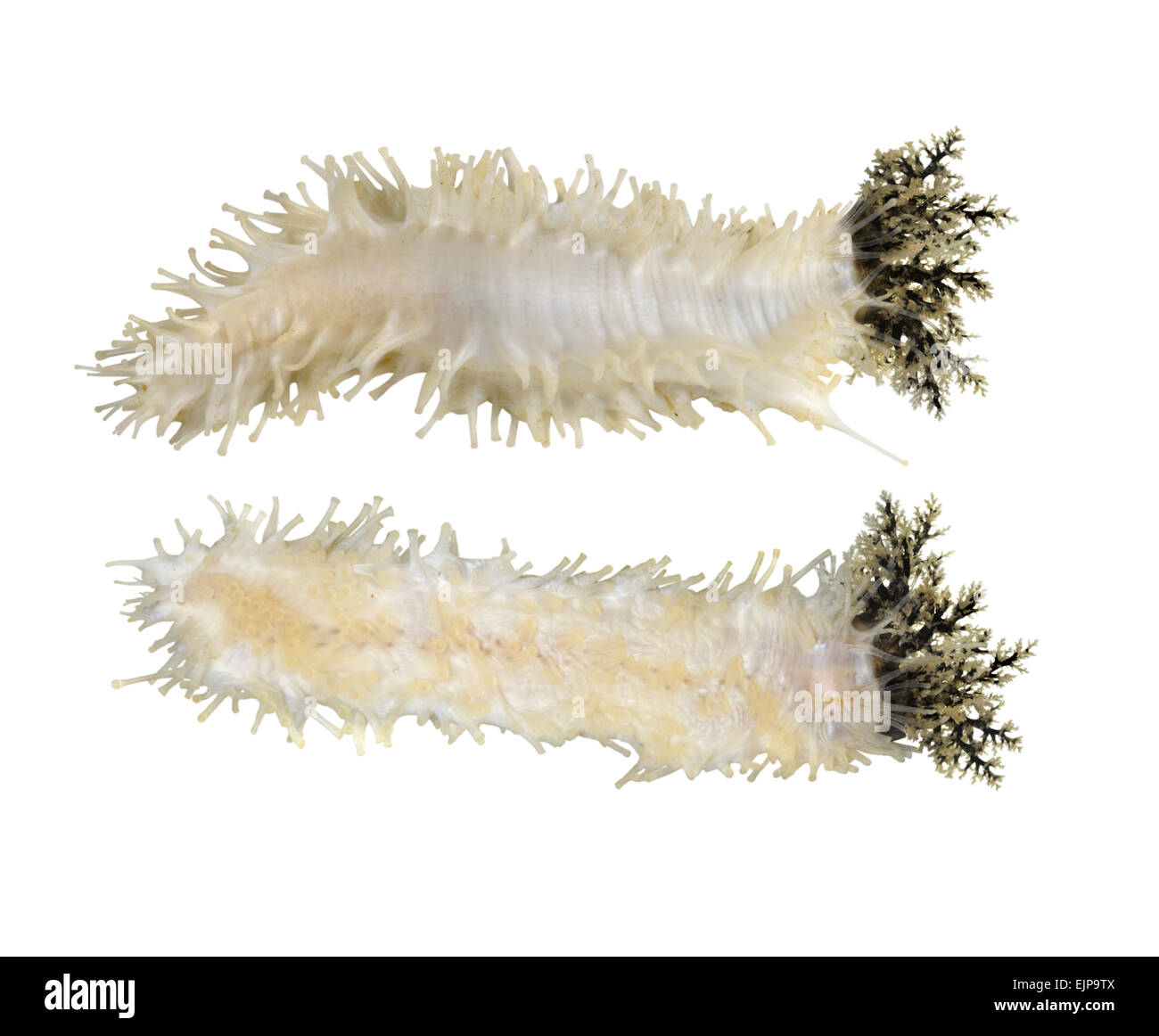 White gherkin hi-res stock photography and images - Alamy