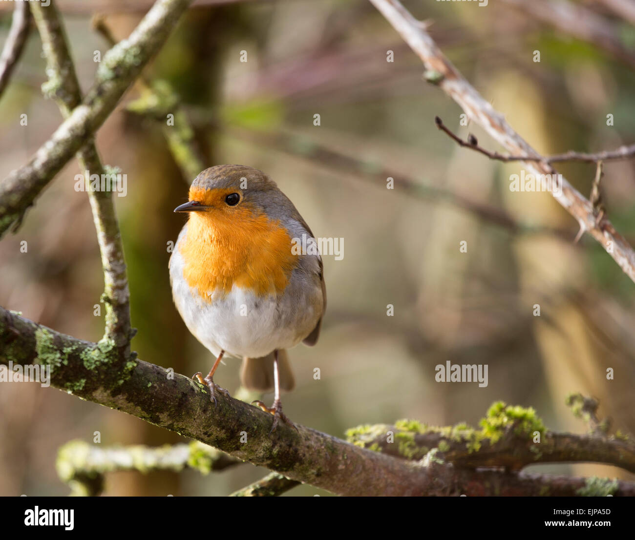 Red breasted robin hi-res stock photography and images - Alamy