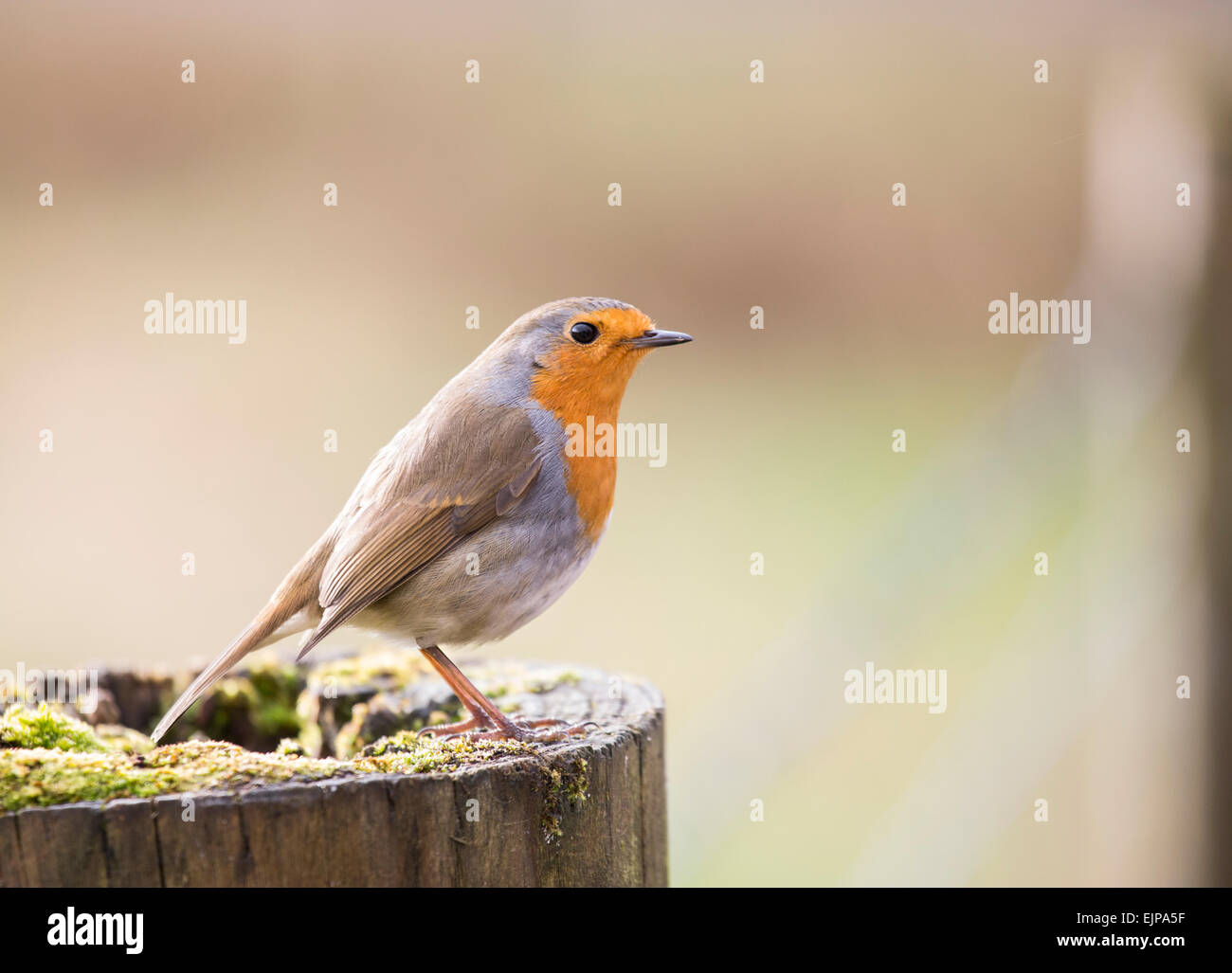Red breasted robin hi-res stock photography and images - Alamy