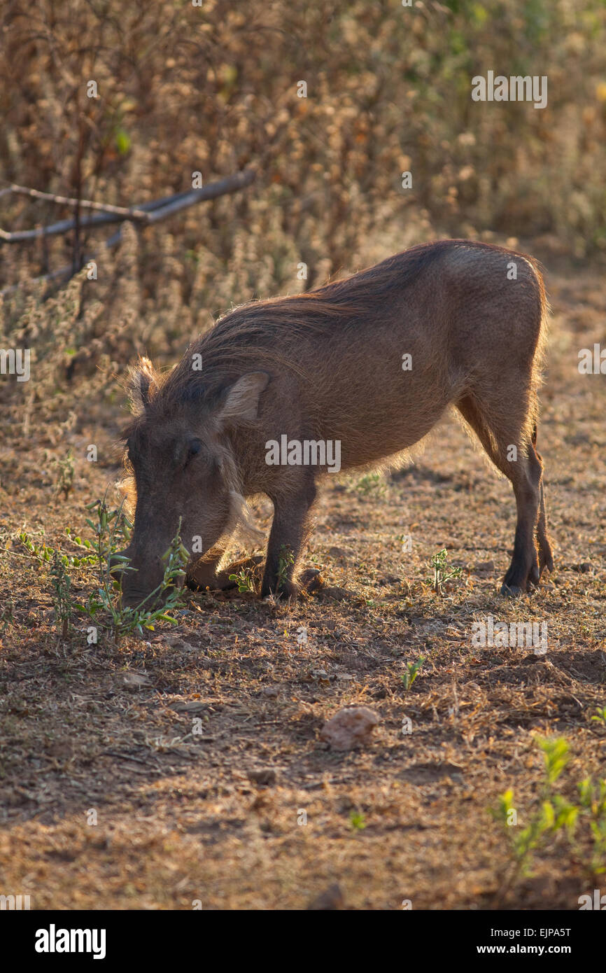 Warthog (Phacochoerus africanus). Feeding technique of reaching ground ...
