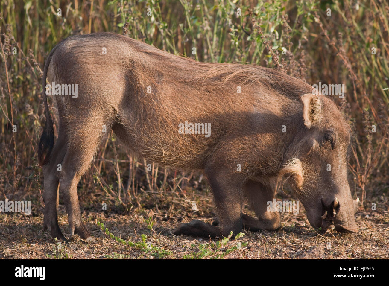 Warthog behavior hi-res stock photography and images - Alamy