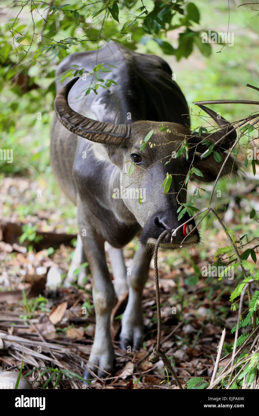 Beautiful black cow in the jungle in Thailand Stock Photo - Alamy
