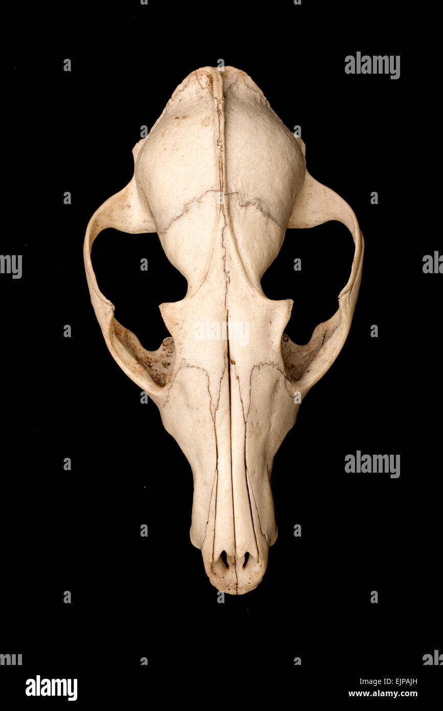 European Red Fox skull, Vulpes vulpes, UK Stock Photo - Alamy