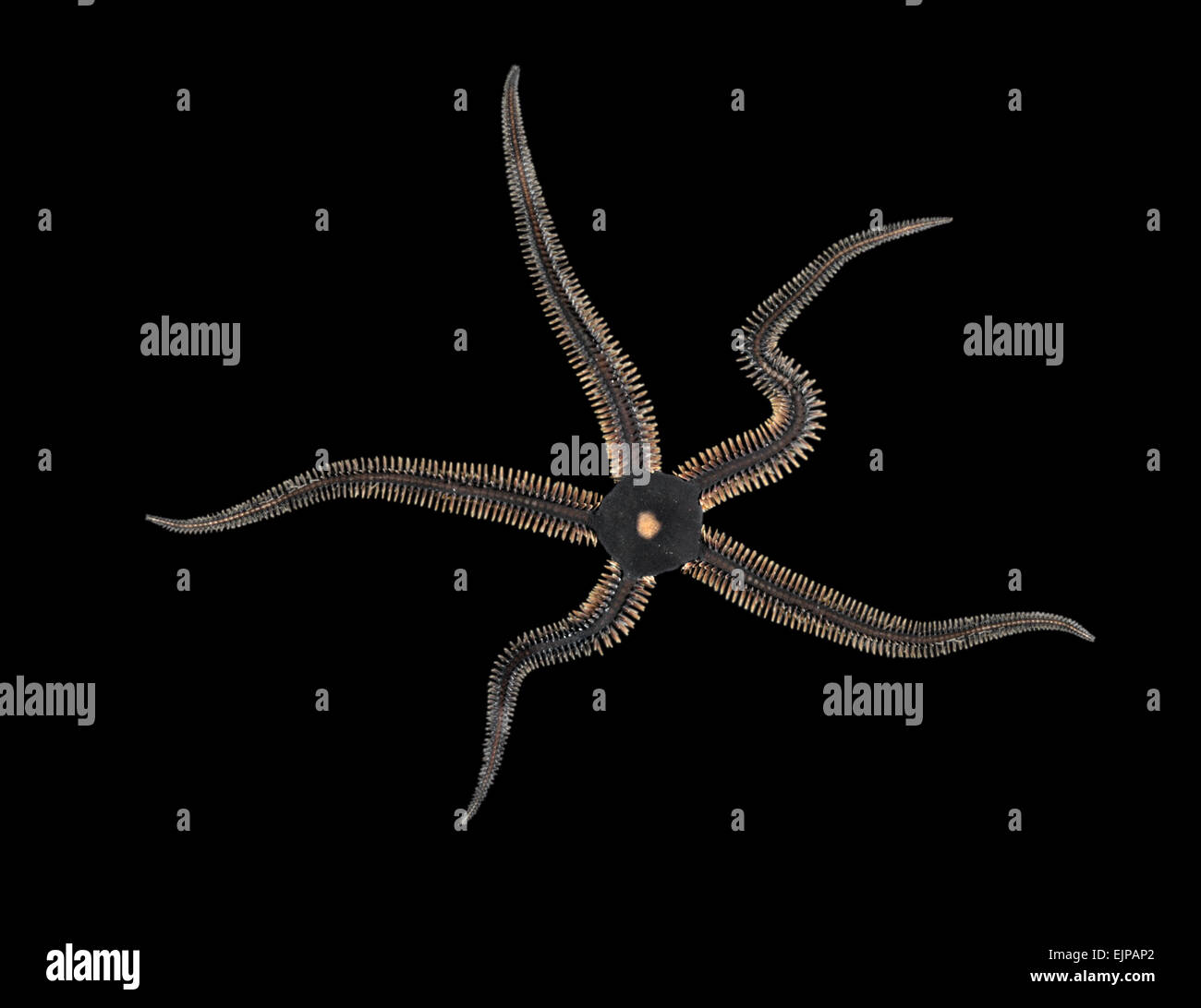 Black brittle star ophiocomina nigra hi-res stock photography and ...