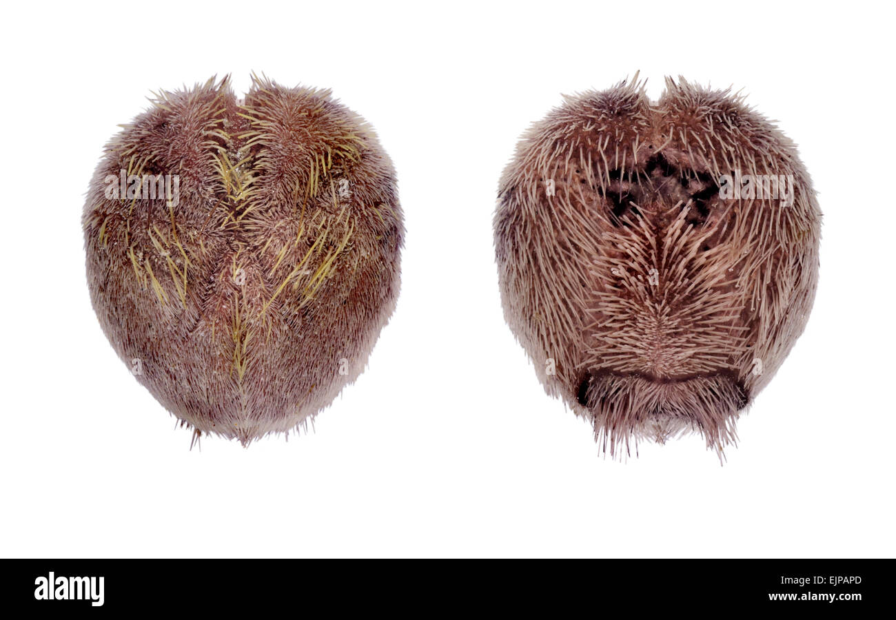 Purple Heart Urchin - Spatangus purpureus Stock Photo - Alamy