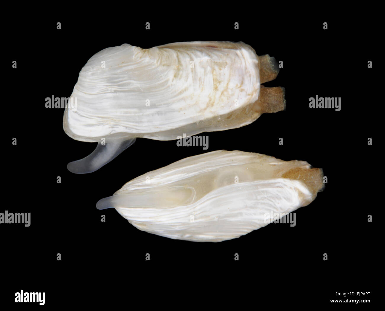 Wrinkled Rock Borer - Hiatella arctica Stock Photo - Alamy