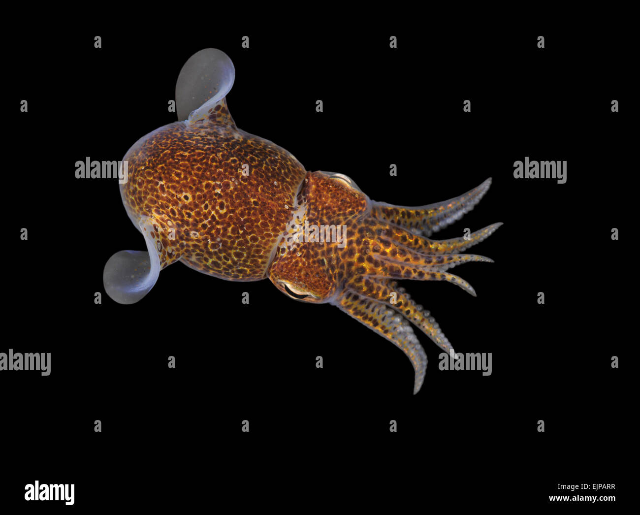 Little Cuttlefish - Sepiola atlantica Stock Photo - Alamy