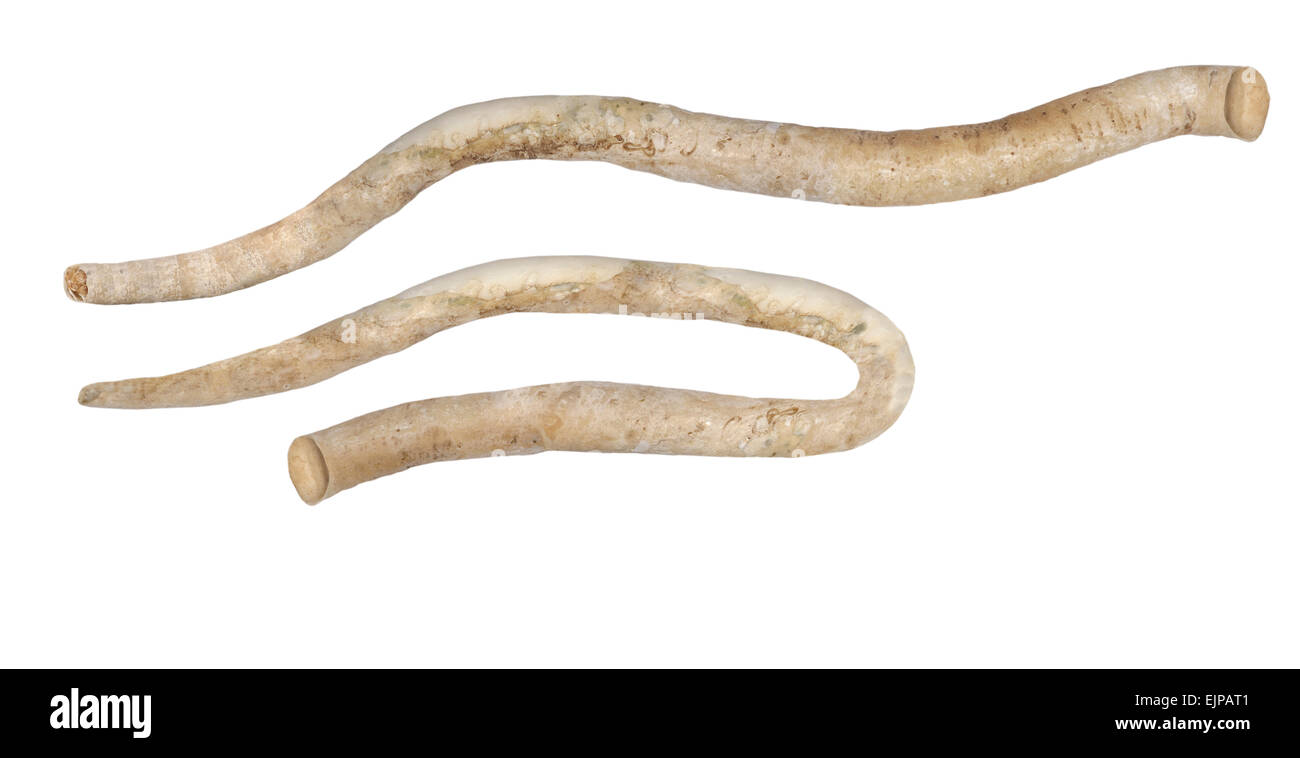 Shipworm hi-res stock photography and images - Alamy