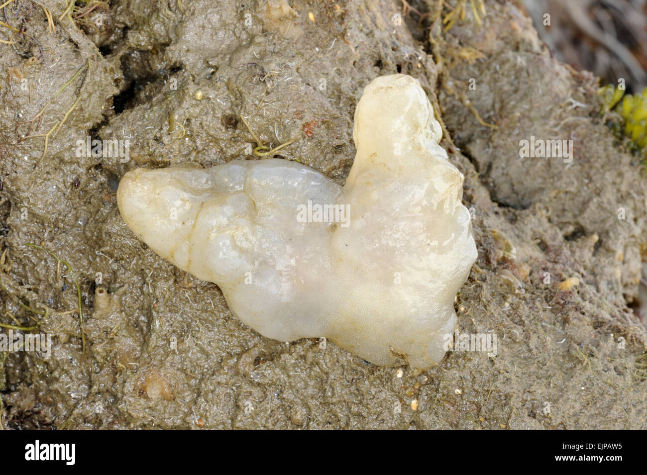 Neptune's Heart Sea Squirt - Phallusia mammillata Stock Photo - Alamy