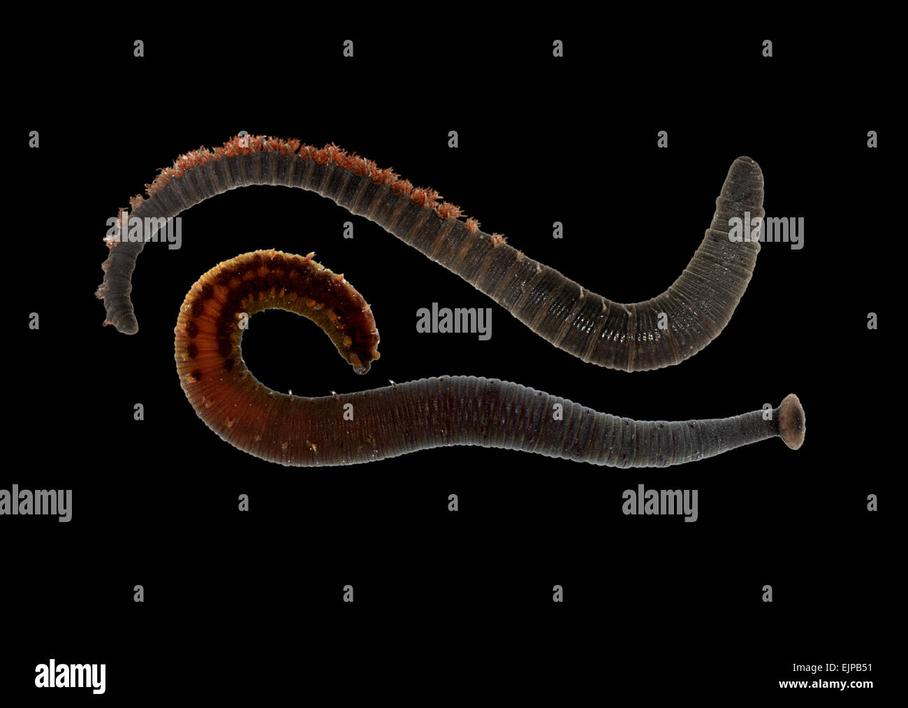 Worm burrows hi-res stock photography and images - Alamy